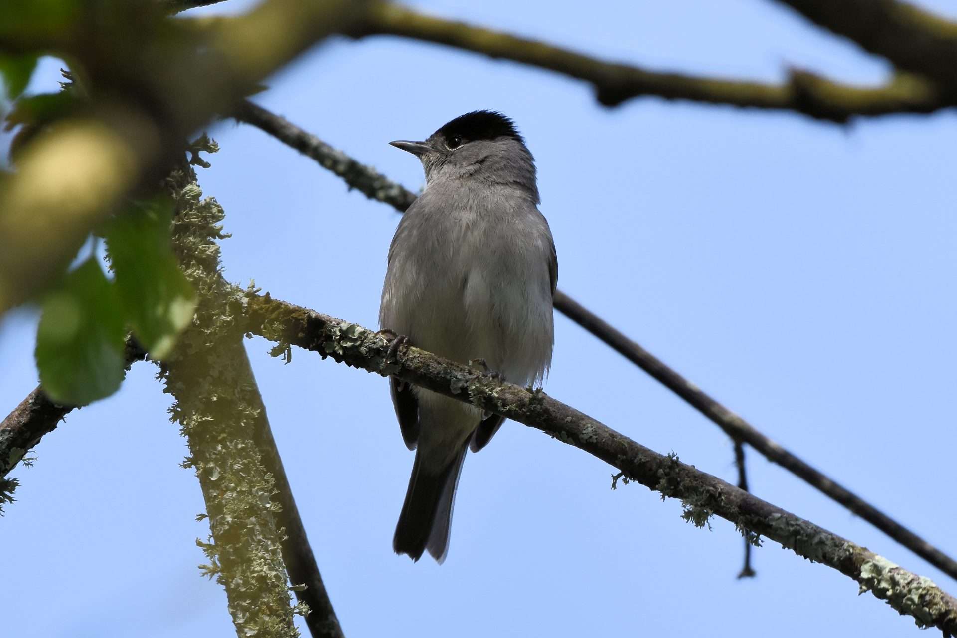 Blackcap at River Plym by Greg Bradbury - Devon Birds