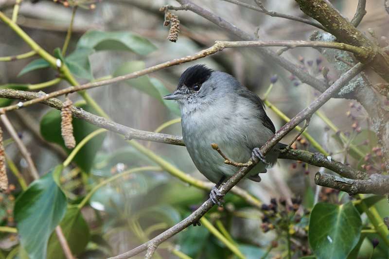 Blackcap at bishopsteignton by Keith Mcginn - Devon Birds