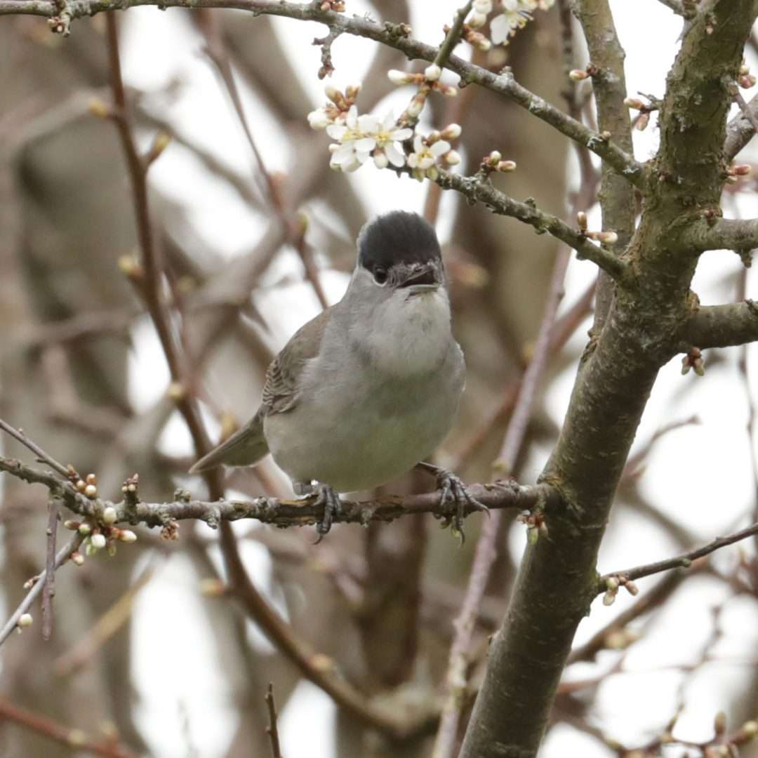 Blackcap at South Brent by Steve Hopper - Devon Birds