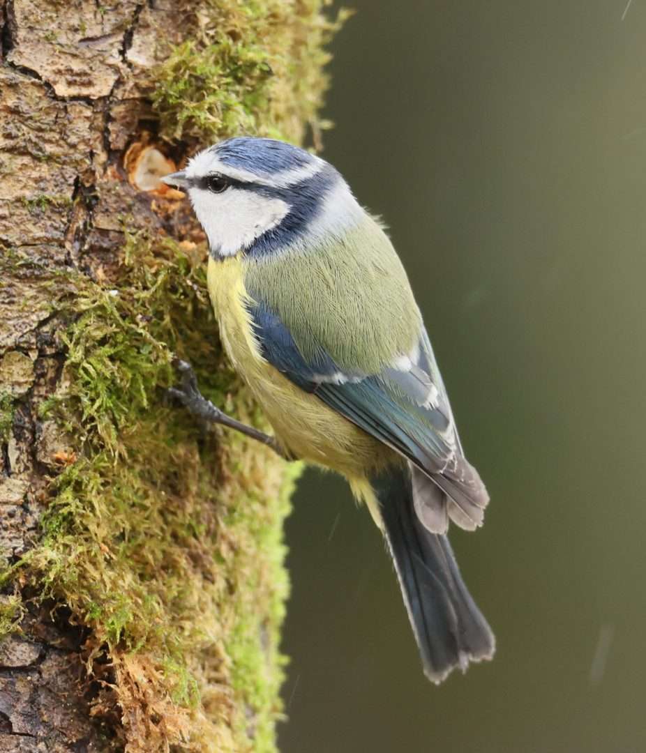Blue Tit at South Brent by Steve Hopper - Devon Birds
