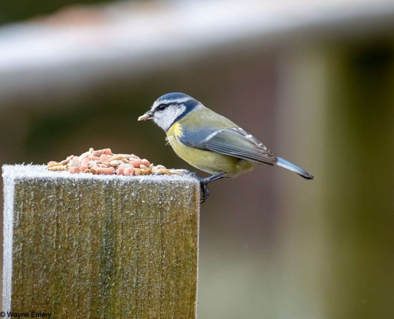 Blue Tit at Saltram by Wayne Emery - Devon Birds
