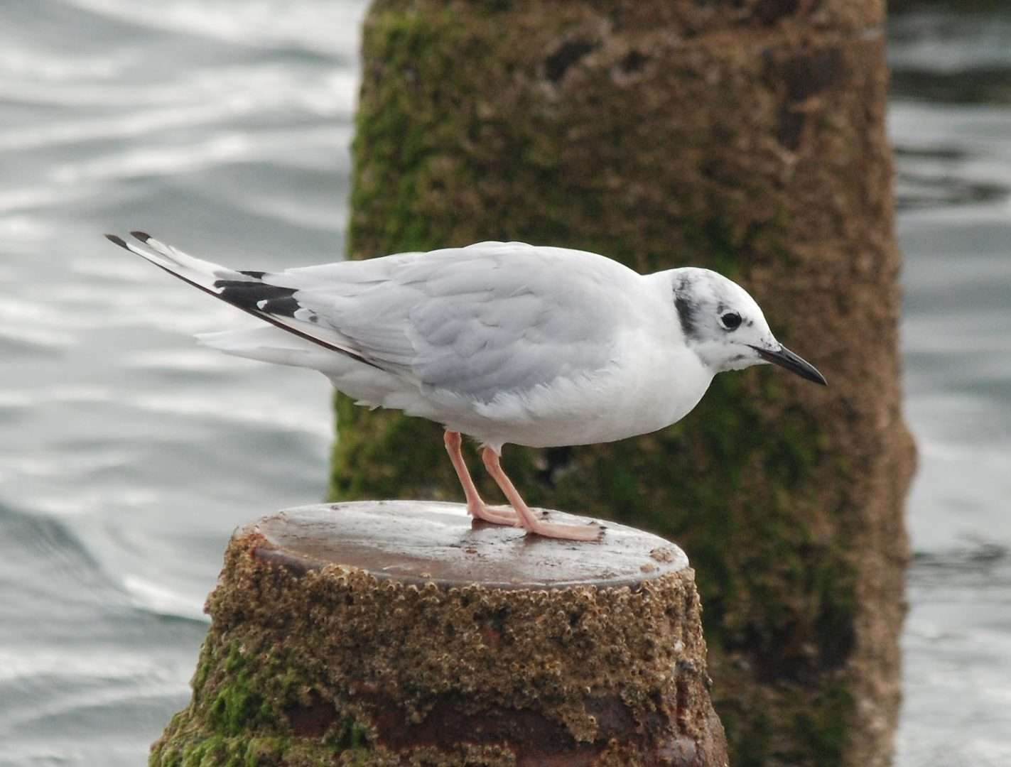Bonaparte's Gull at Teignmouth by Pat Mayer - Devon Birds