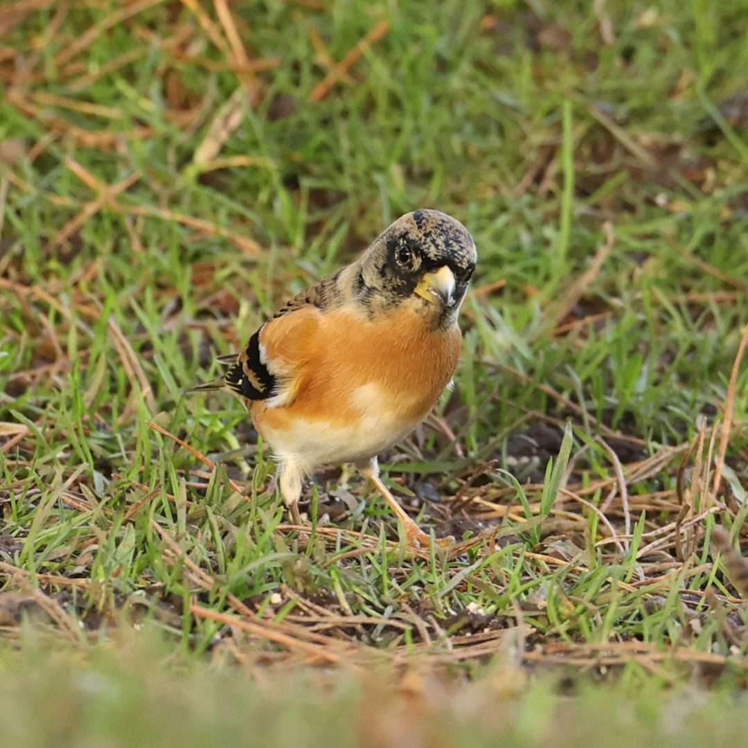 Brambling at Haldon by Steve Hopper - Devon Birds