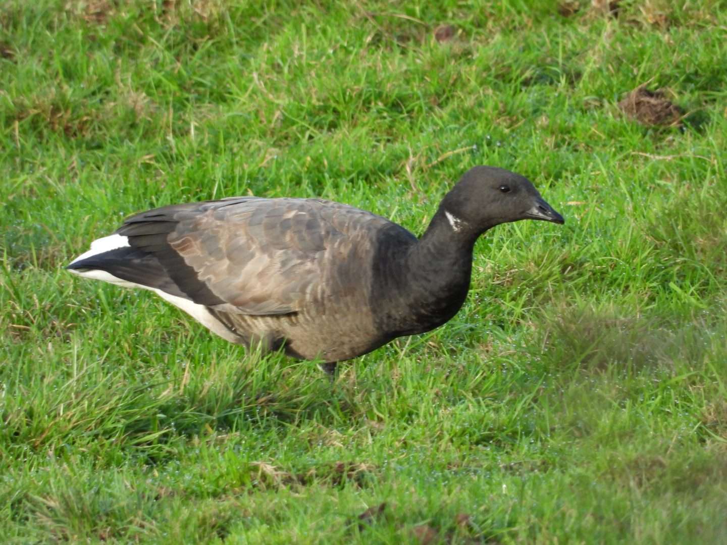 Brent Goose at Exminster marshes RSPB by Kenneth Bradley - Devon Birds