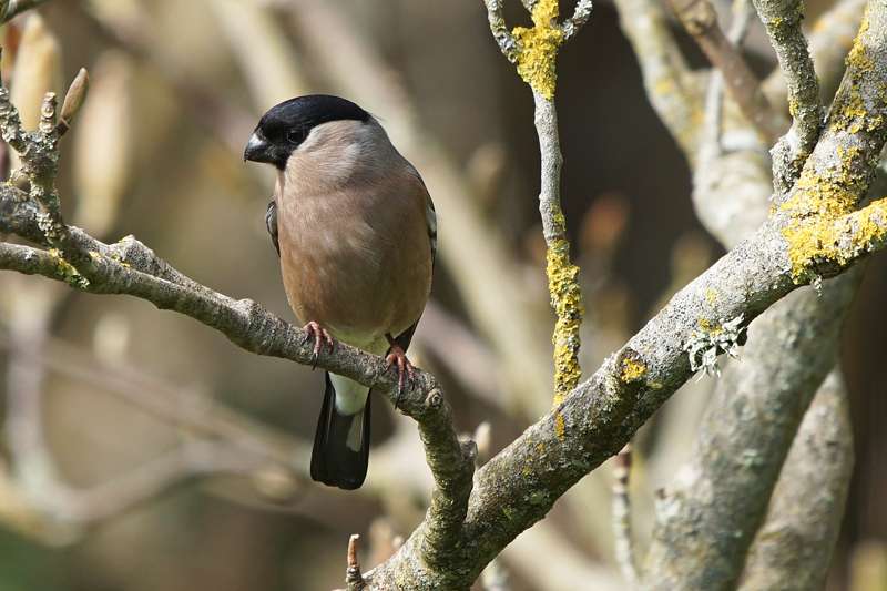 Bullfinch at bishopsteignton by Keith McGinn - Devon Birds