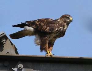 Buzzard at Matford Marsh by Alan Livsey - Devon Birds