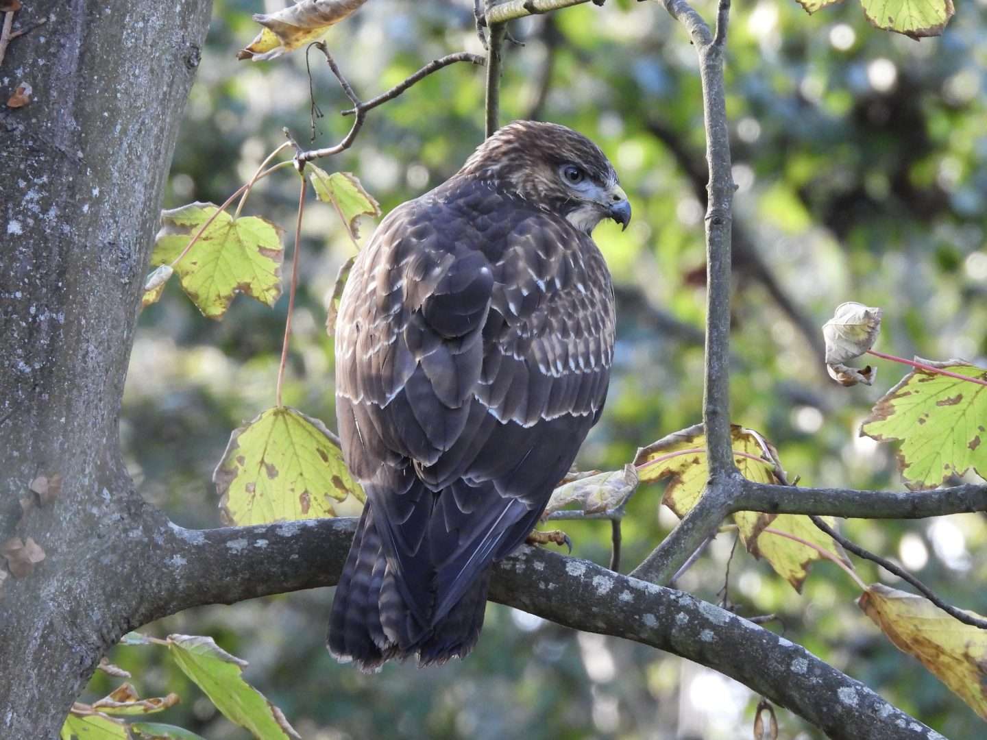 Buzzard at Paignton by Elizabeth Mulgrew - Devon Birds