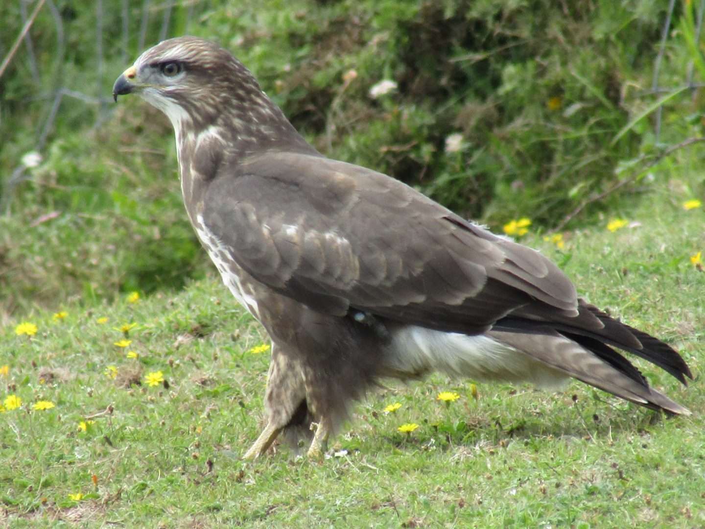 Buzzard at Wembury Point by Elizabeth Mulgrew - Devon Birds