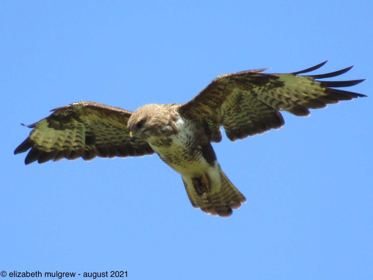 Buzzard at Wembury Point by Elizabeth Mulgrew - Devon Birds