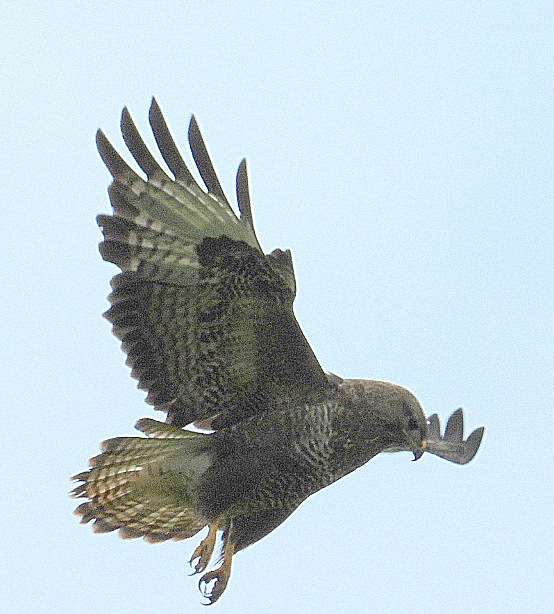 Buzzard at Combeinteignhead by Kenneth Bradley - Devon Birds