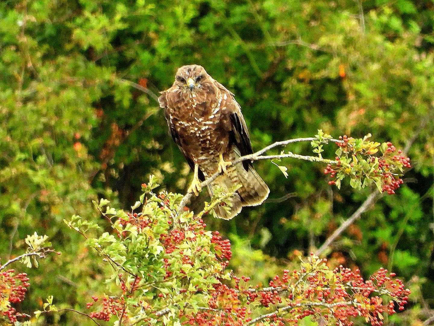 Buzzard at Exminster Marshes RSPB by Kenneth Bradley - Devon Birds