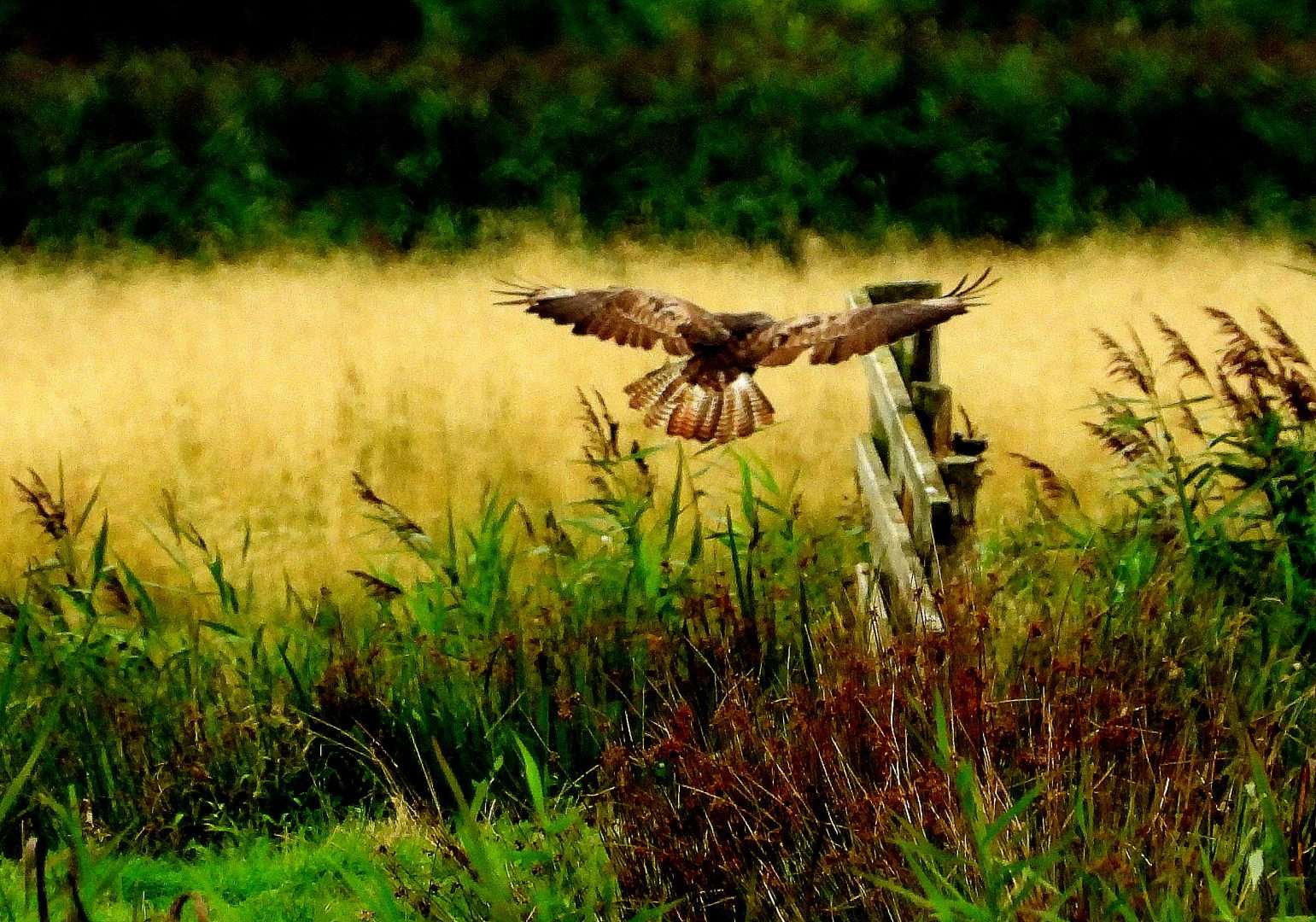 Buzzard at Exminster marshes RSPB by Kenneth Bradley - Devon Birds