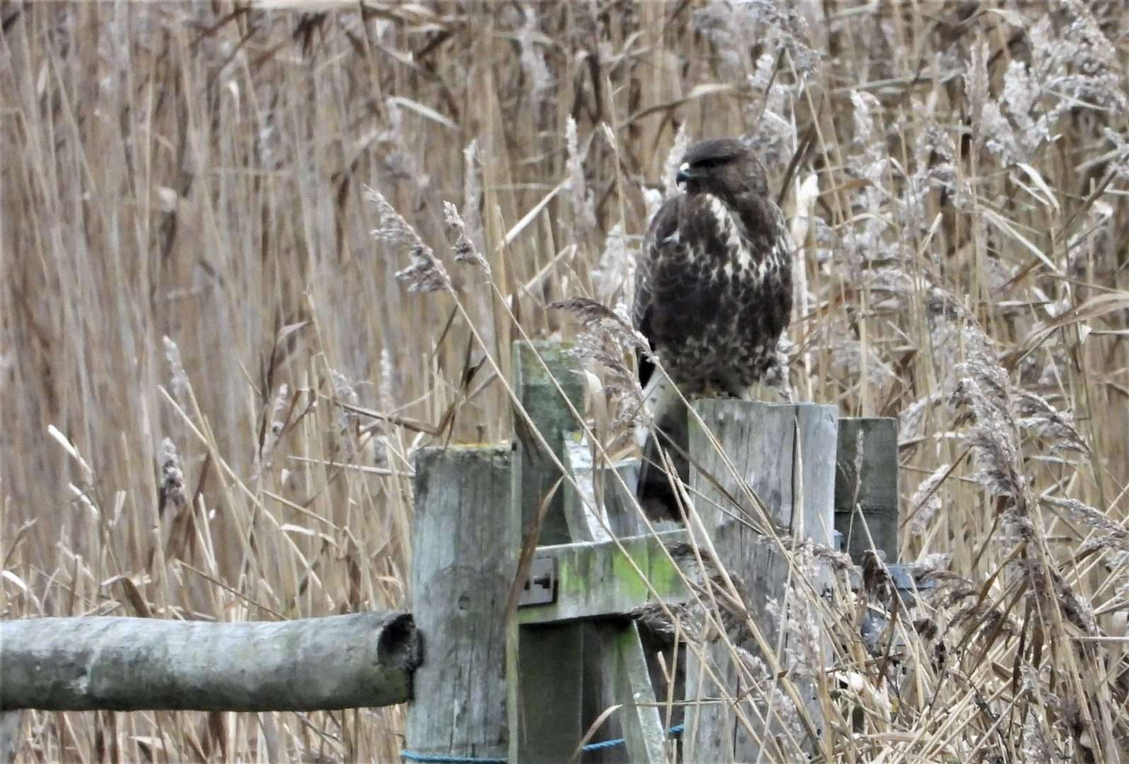 Buzzard at Exminster marshes RSPB by Kenneth Bradley - Devon Birds