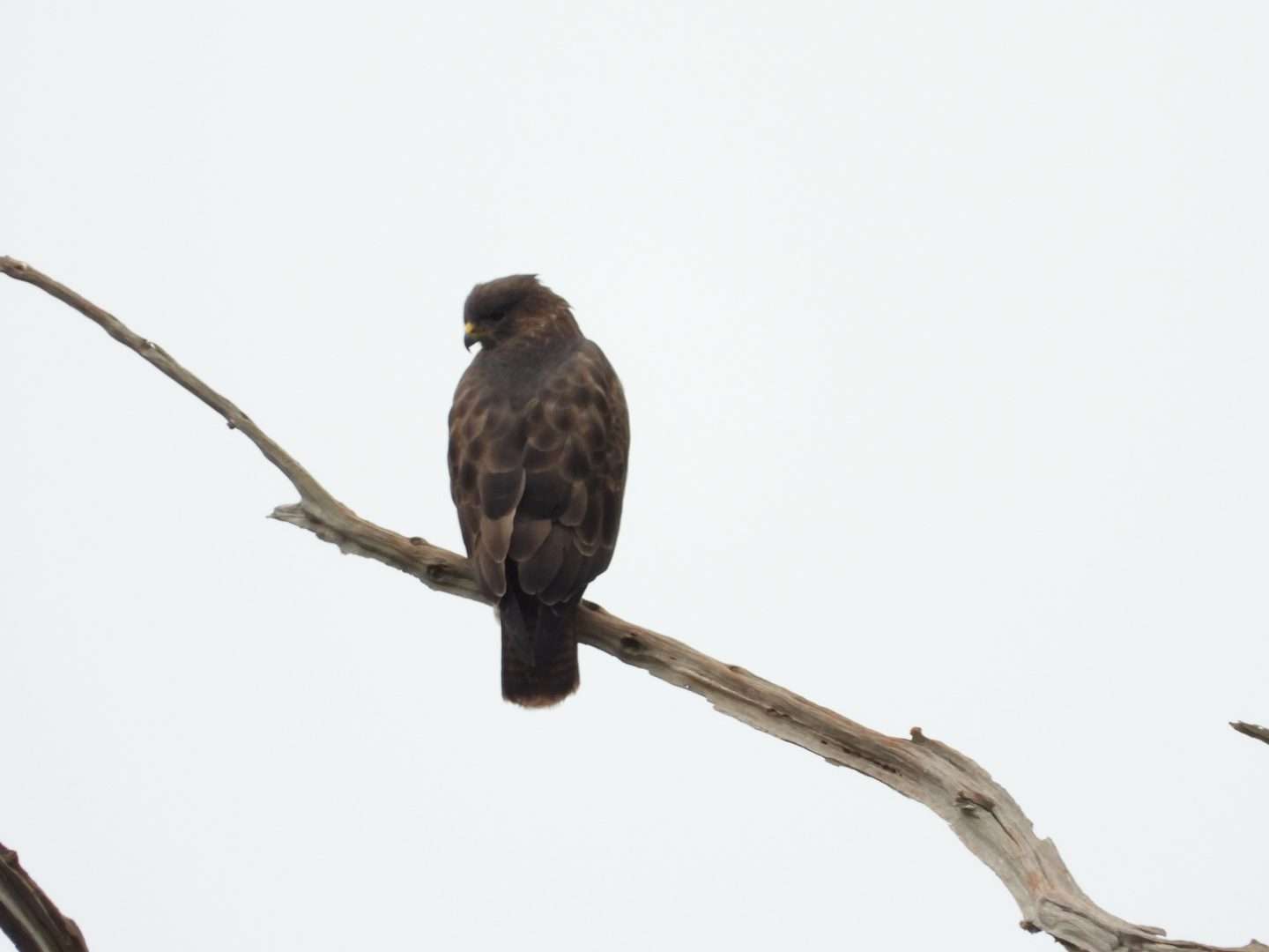 Buzzard at Haccombe by Kenneth Bradley - Devon Birds