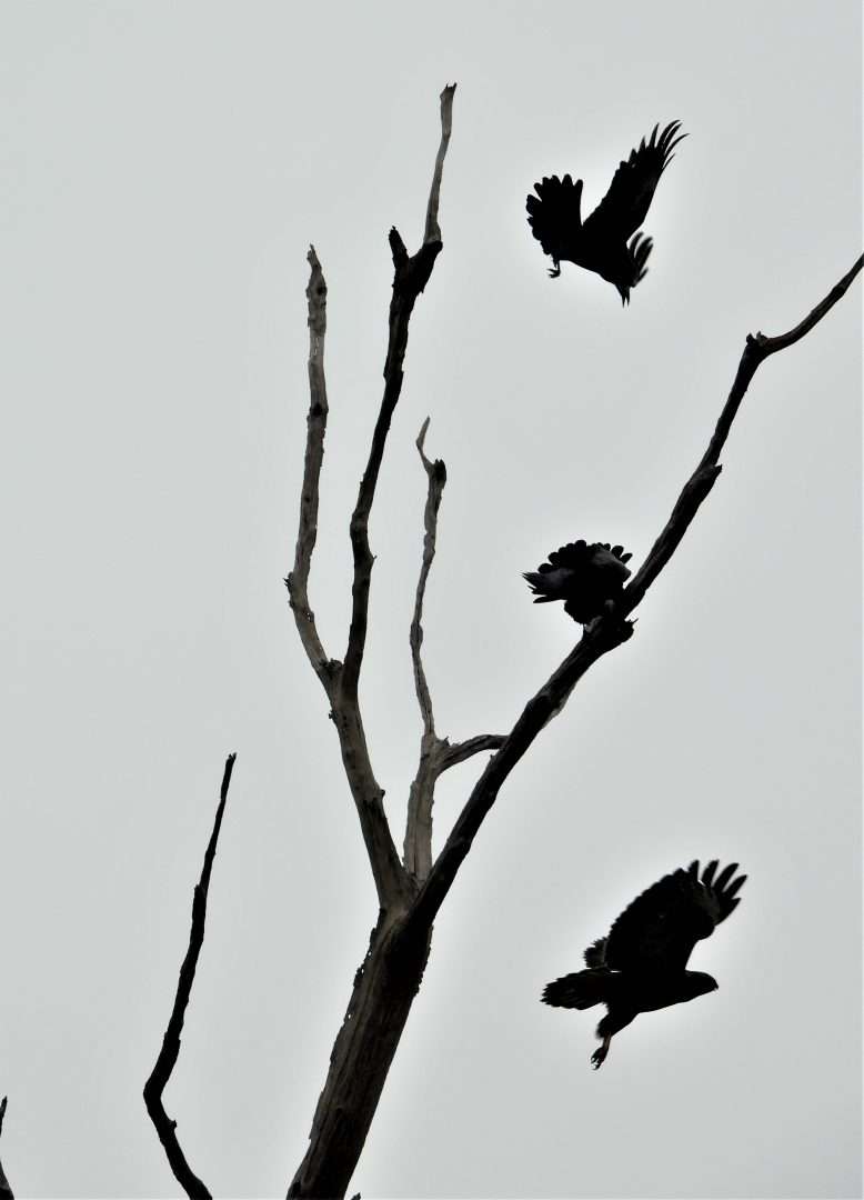 Buzzard at Haccombe by Kenneth Bradley - Devon Birds