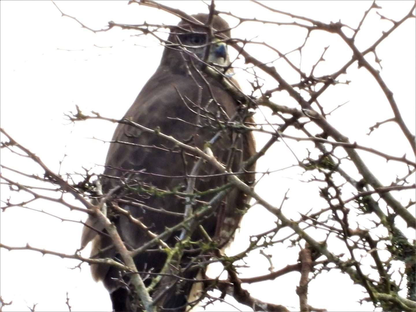 Buzzard at Stokeinteignhead by Kenneth Bradley - Devon Birds