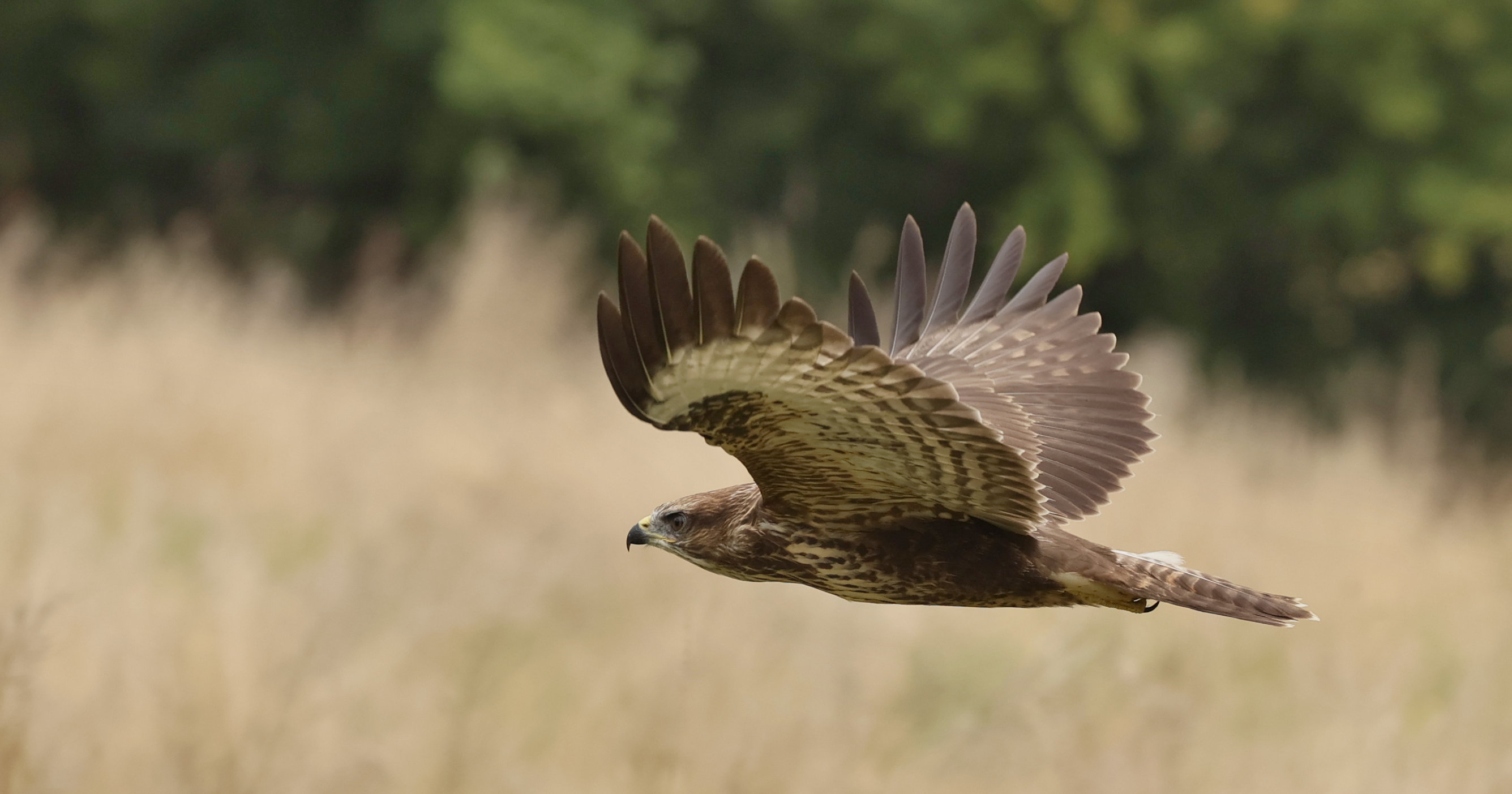 Buzzard at South Brent by Steve Hopper - Devon Birds