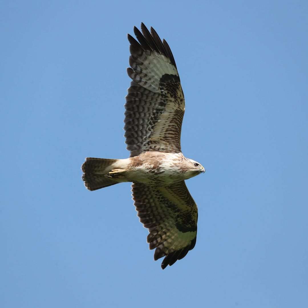 Buzzard at South Brent by Steve Hopper - Devon Birds