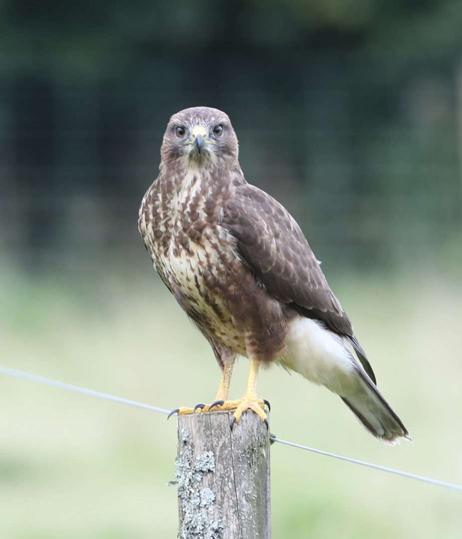 Buzzard at South Brent by Steve Hopper - Devon Birds