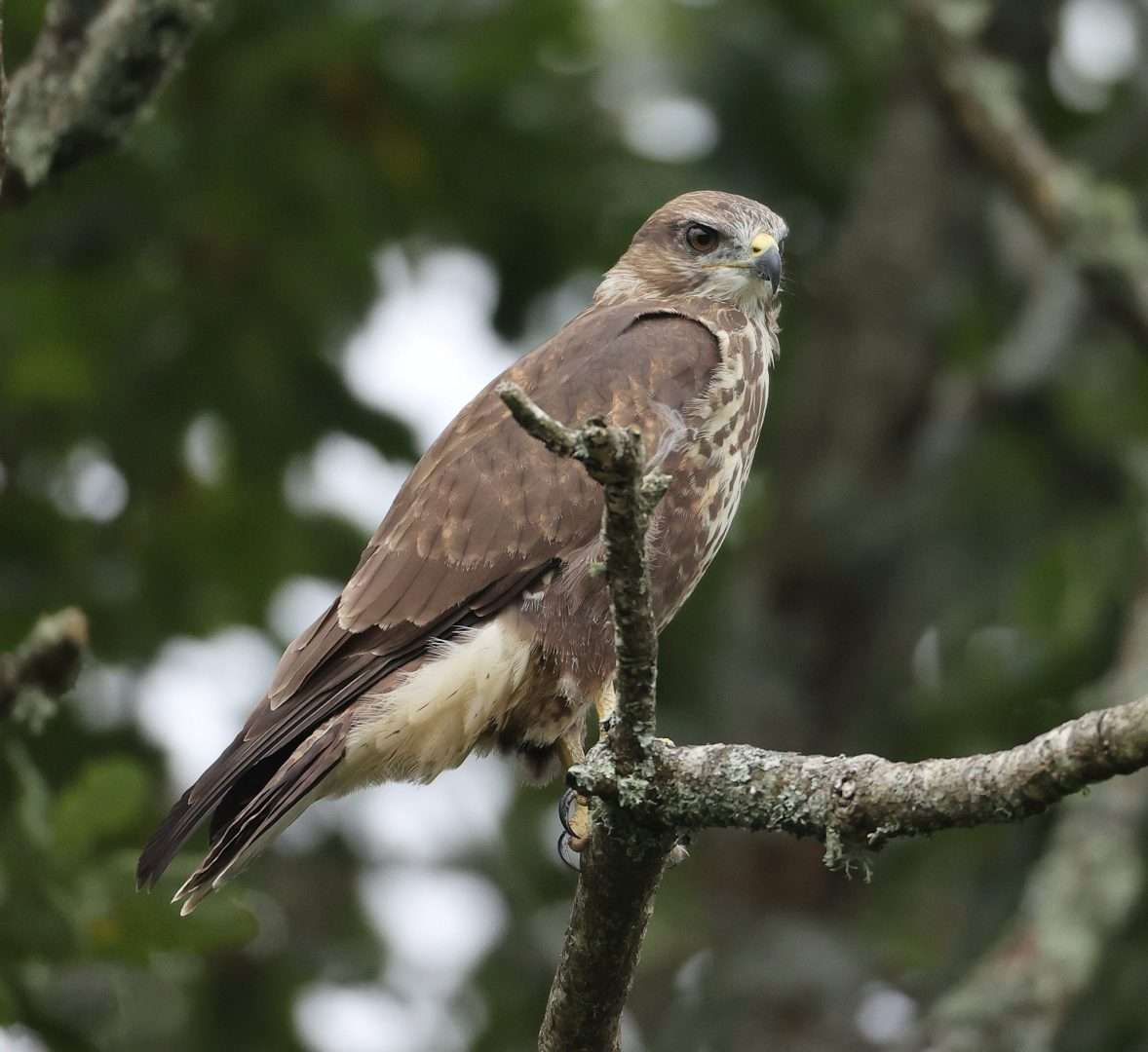Buzzard at South Brent by Steve Hopper - Devon Birds