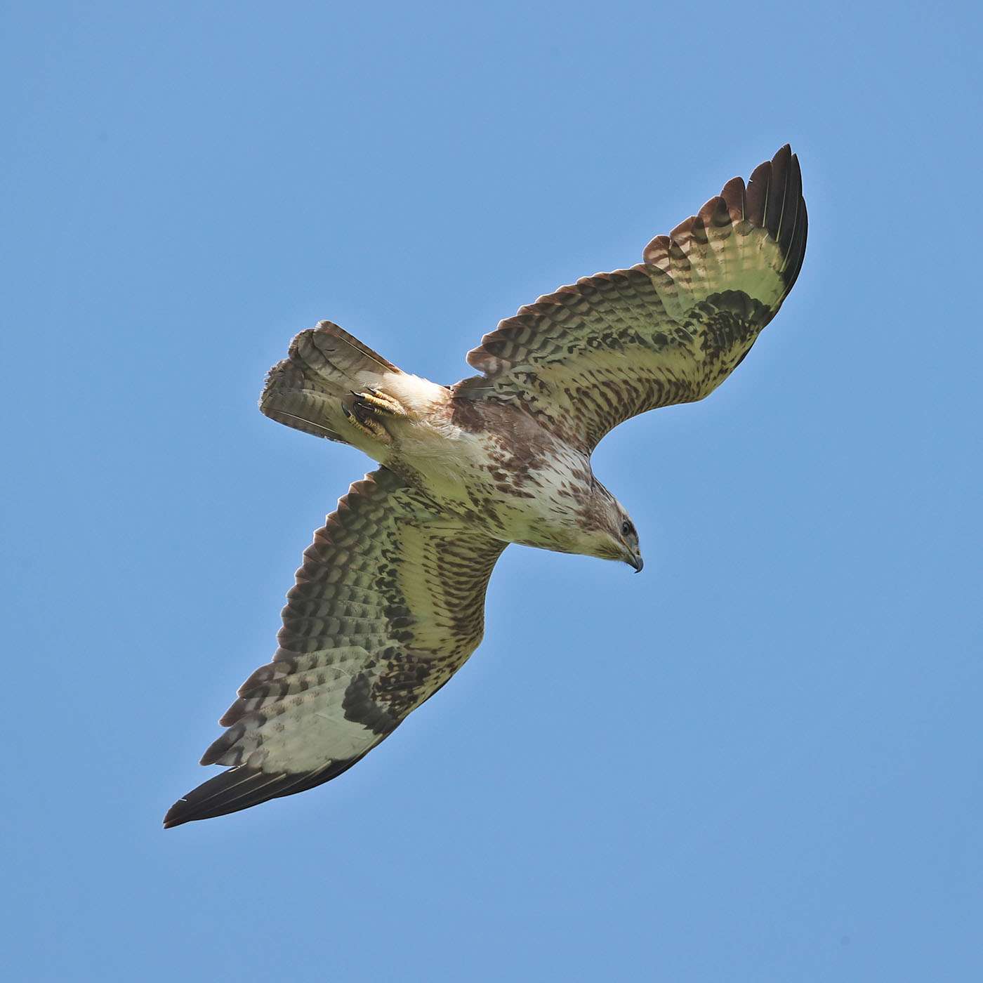 Buzzard at South Brent by Steve Hopper - Devon Birds