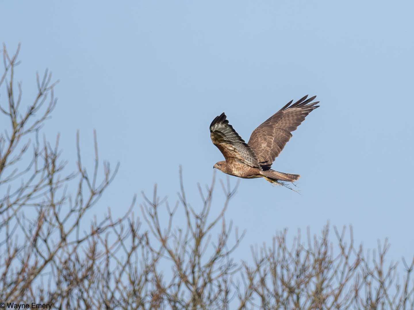 Buzzard at Saltam by Wayne Emery - Devon Birds