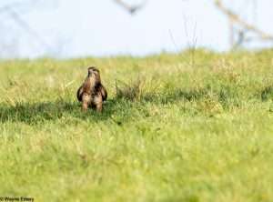 Buzzard at Saltram by Wayne Emery - Devon Birds