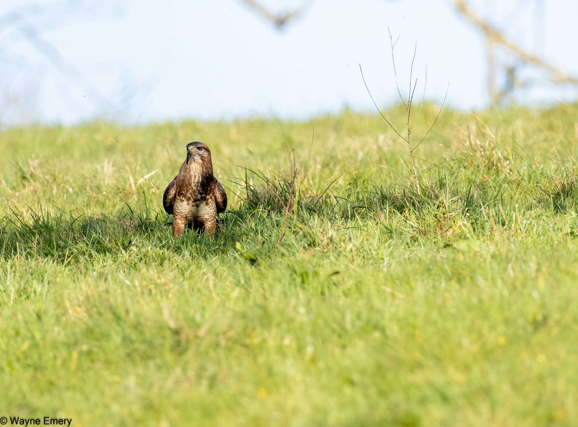 Buzzard at Saltram by Wayne Emery - Devon Birds