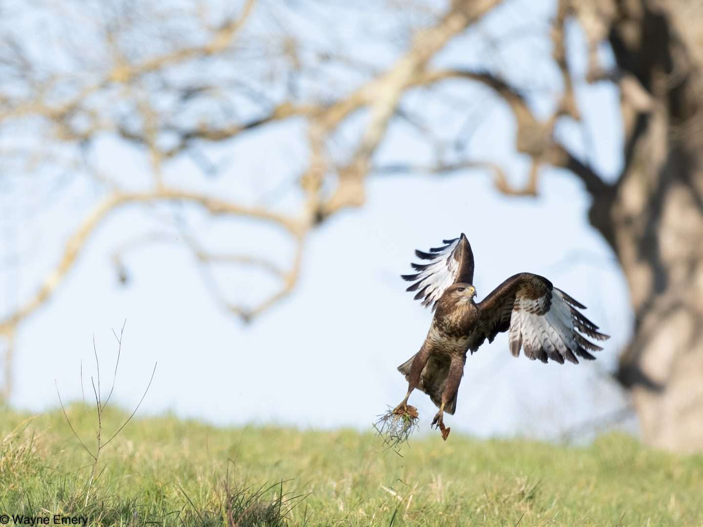 Buzzard at Saltram by Wayne Emery - Devon Birds