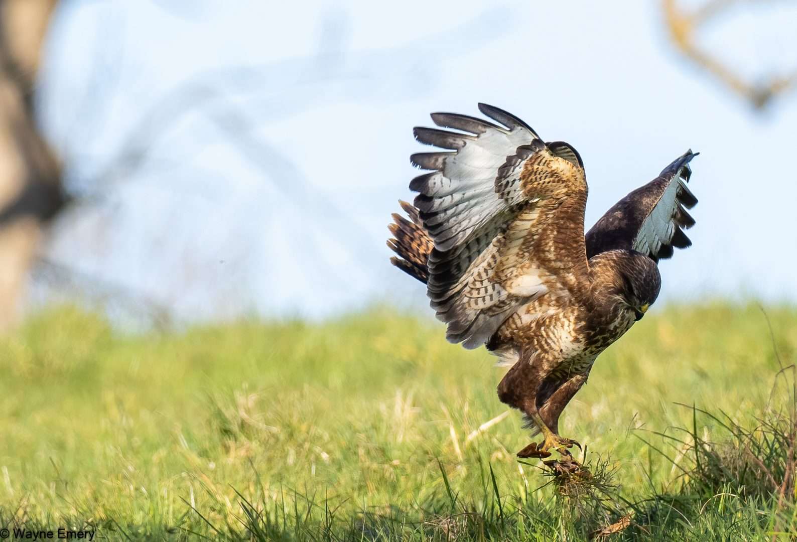 Buzzard at Saltram by Wayne Emery - Devon Birds