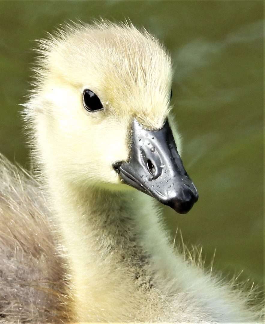 Canada Goose at Marwood hill garden by Kenneth Bradley - Devon Birds