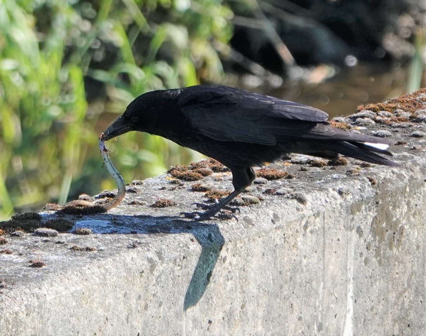 Carrion Crow at Lower Tamar Lake by Paul Howrihane - Devon Birds