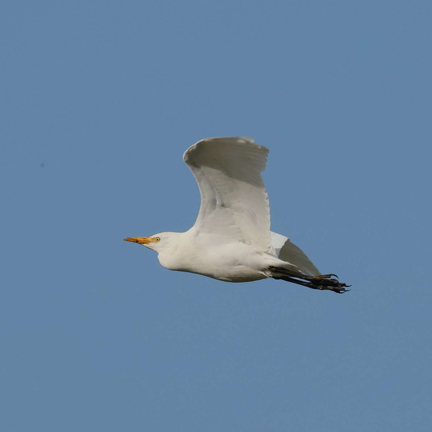 Cattle Egret at Exe estuary by Steve Hopper - Devon Birds