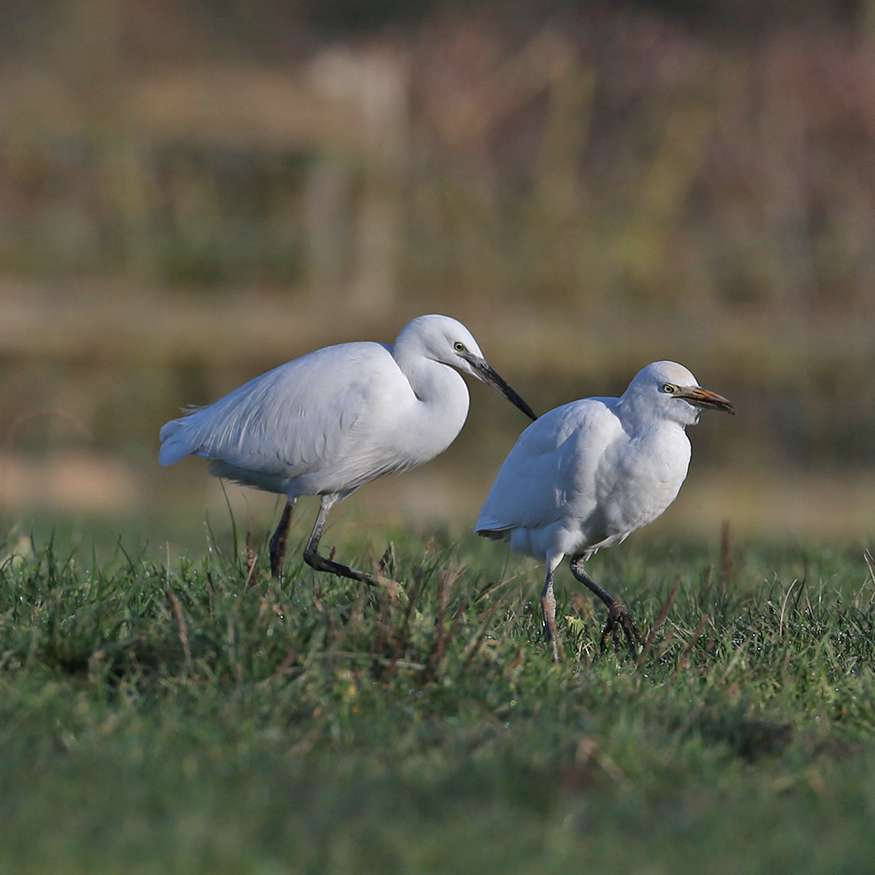 Cattle Egret at Teigngrace by Steve Hopper - Devon Birds