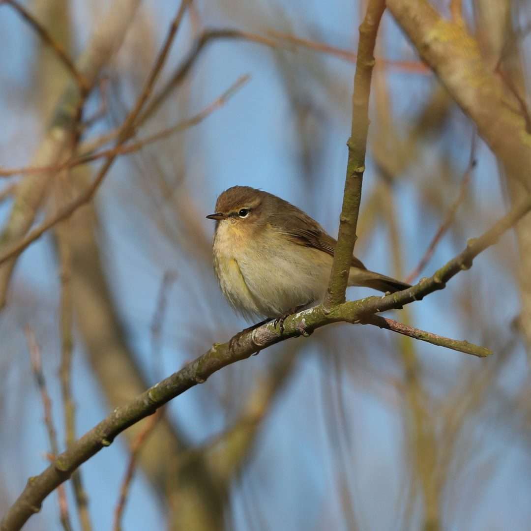 Chaffchaff at Exminster marsh by Steve Hopper - Devon Birds
