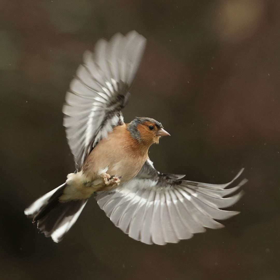 Chaffinch at South Brent by Steve Hopper - Devon Birds