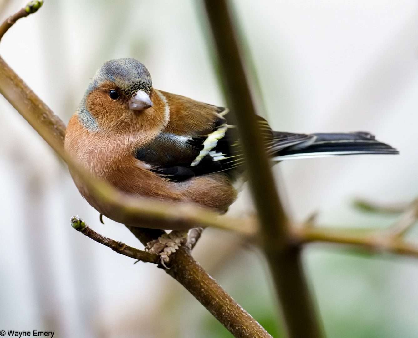 Chaffinch at Saltram by Wayne Emery - Devon Birds