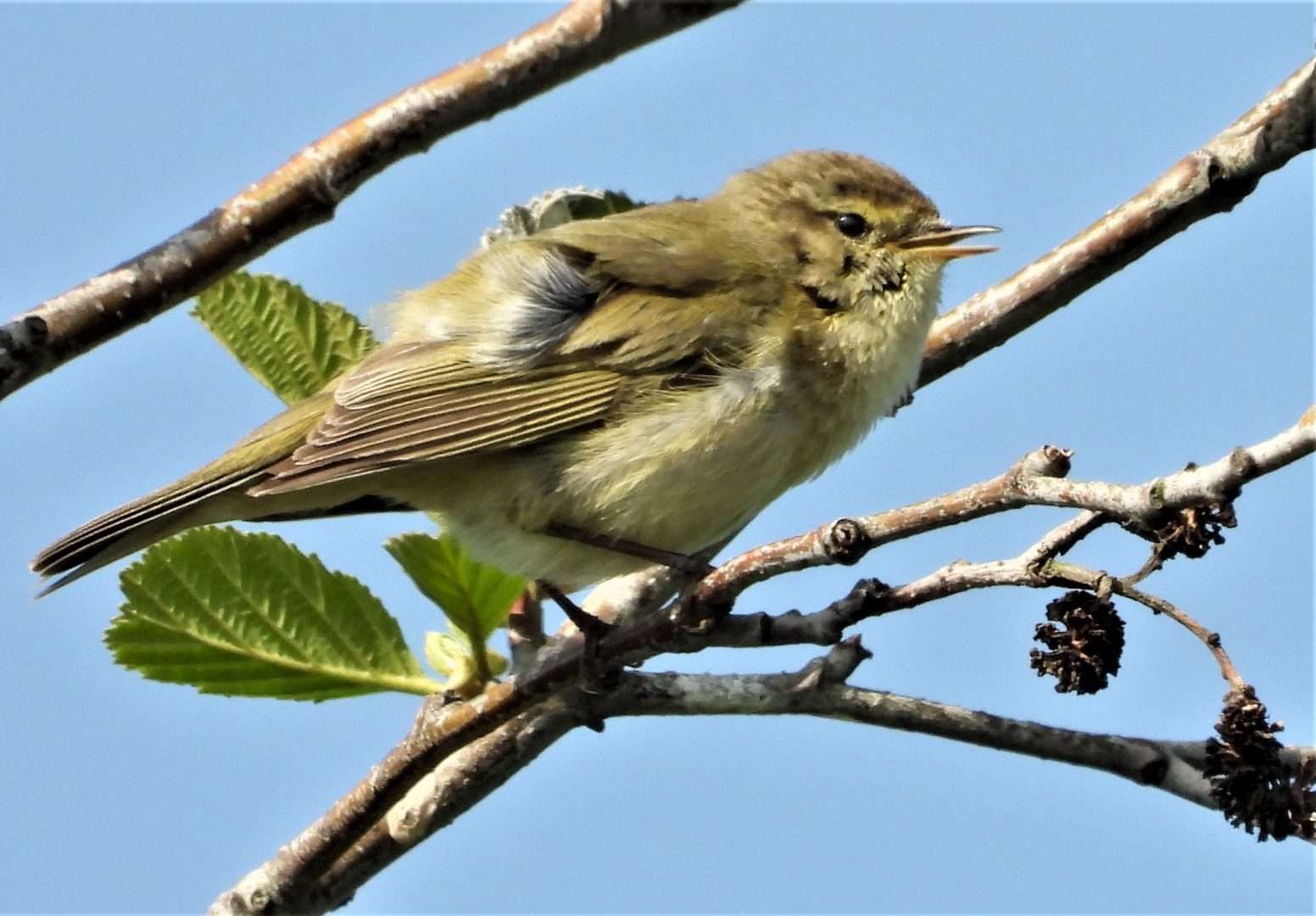 Chiffchaff at Exminster marshes RSPB by Kenneth Bradley - Devon Birds