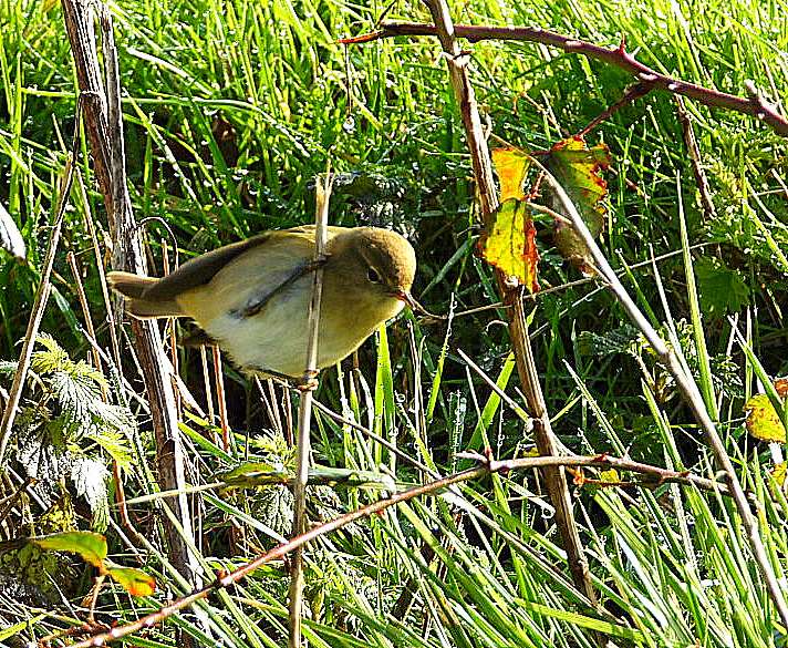 Chiffchaff at Exminster marshes RSPB by Kenneth Bradley - Devon Birds