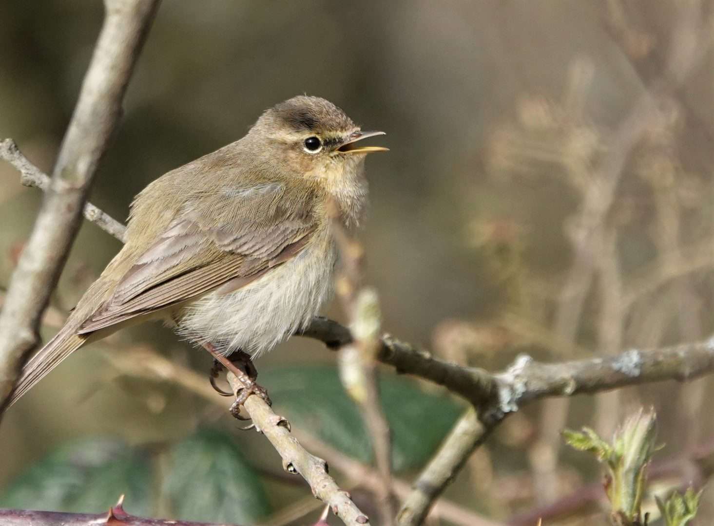 Conservation Initiatives - Devon Birds