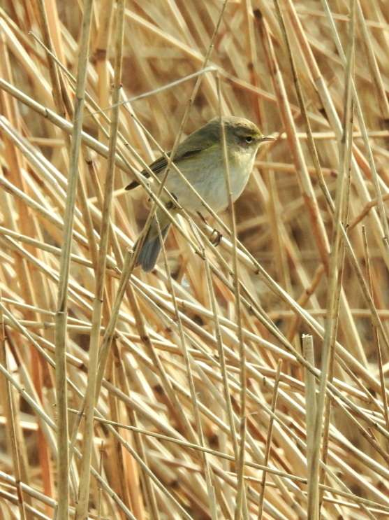 Chiffchaff at Sherpa Marsh, Braunton by Phil and Sue Naylor - Devon Birds