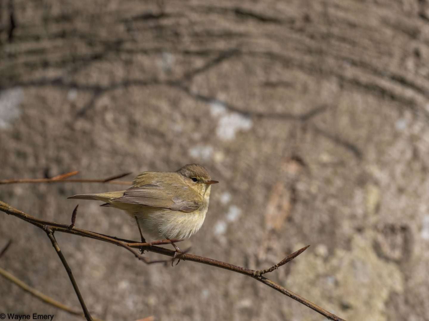 Chiffchaff at Saltram by Wayne Emery - Devon Birds