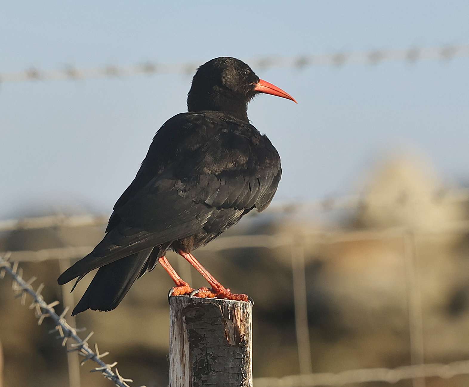 Chough at Prawle by Steve Hopper - Devon Birds