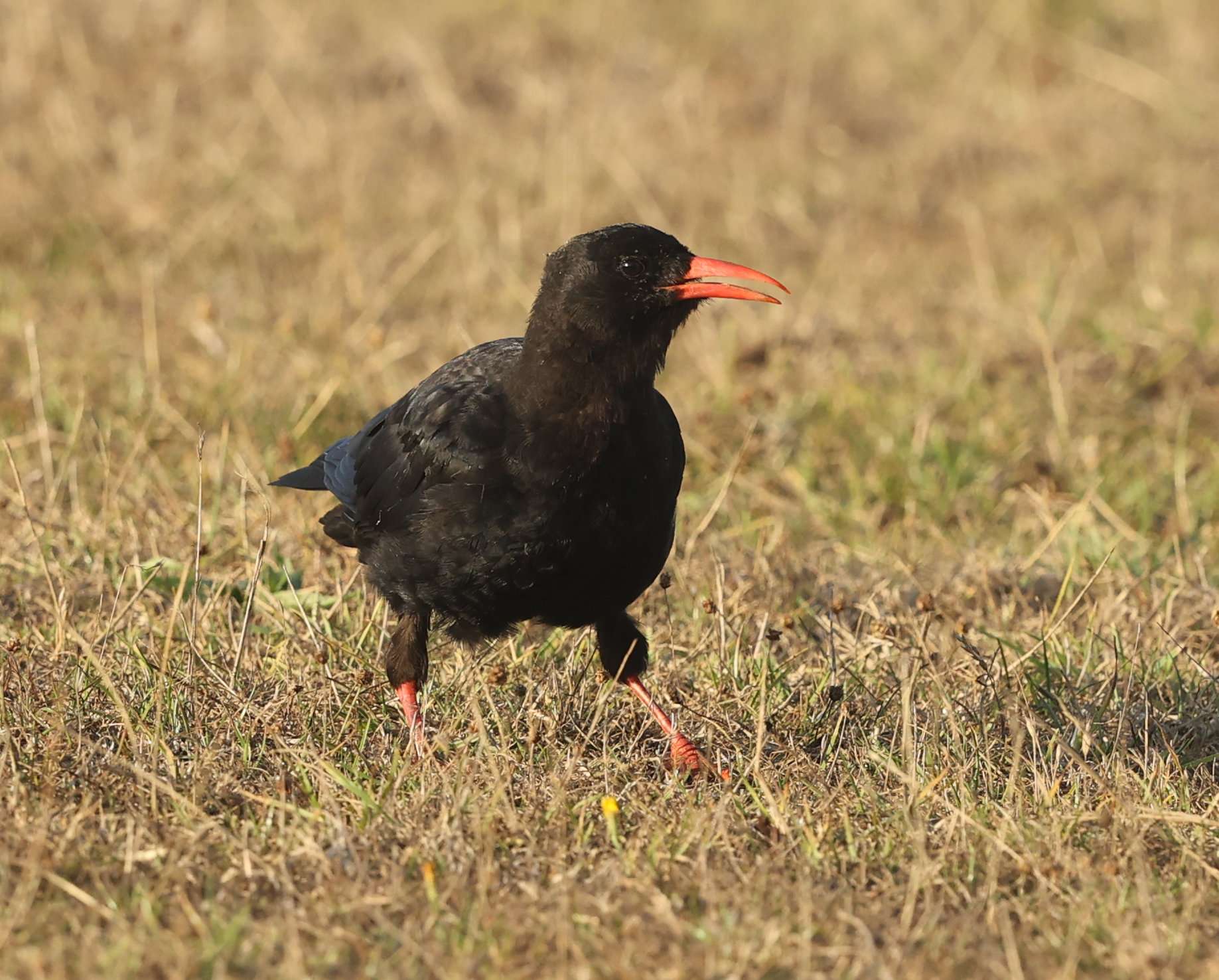 Chough at Prawle by Steve Hopper - Devon Birds