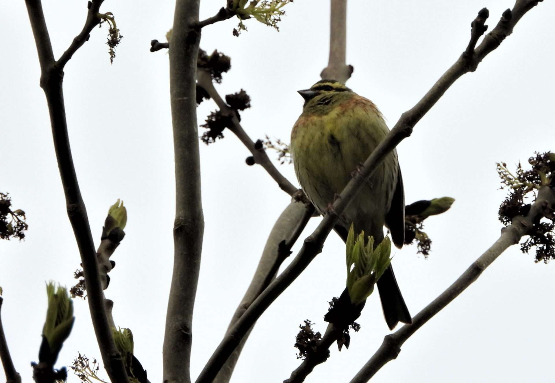 Cirl Bunting at Haccombe by Kenneth Bradley - Devon Birds