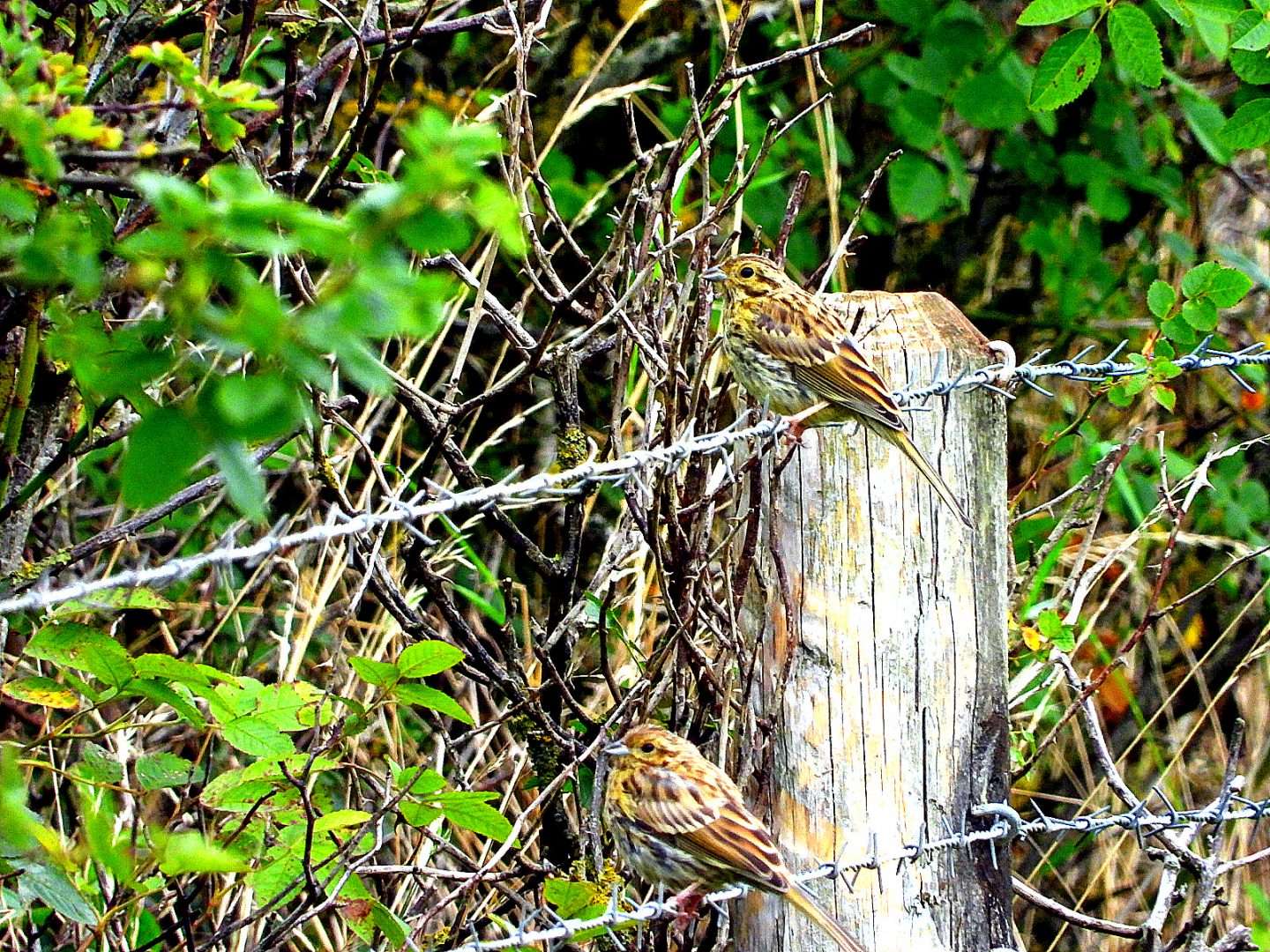 Cirl Bunting at Labrador Bay RSPB by Kenneth Bradley - Devon Birds