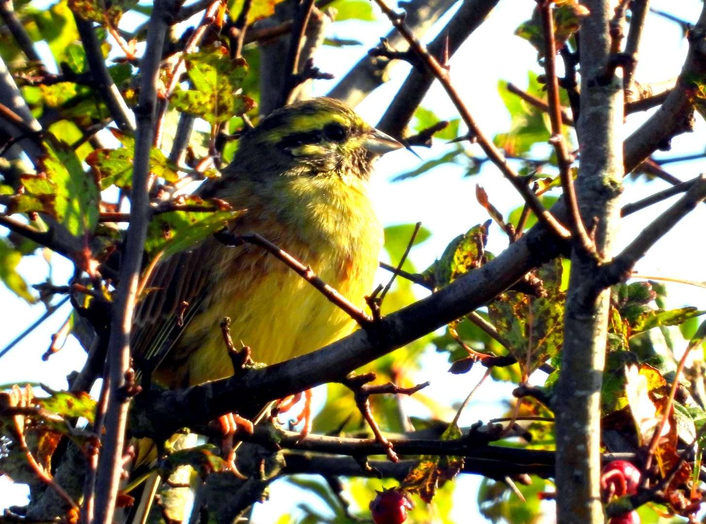 Cirl Bunting at Labrador Bay RSPB by Kenneth Bradley - Devon Birds