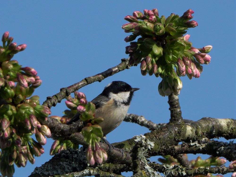 Coal Tit at Escot Park by John Reeves - Devon Birds