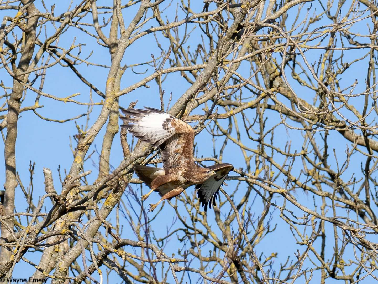 Common Buzzard at Saltram by Wayne Emery - Devon Birds