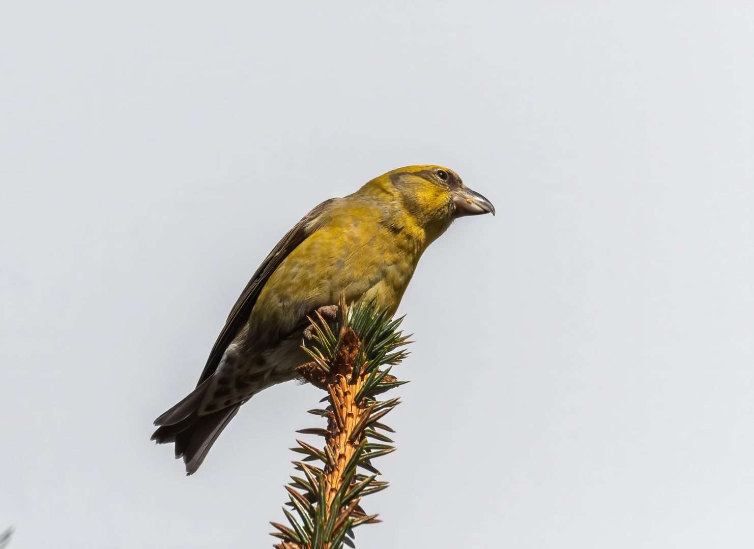 Common Crossbill at Burrator by Mark Sturman - Devon Birds